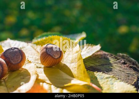 Hazelnuts Among Fall Colored Leaves In The Forest Enlightened by Sunset ...