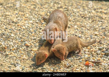 Mother of a common dwarf mongoose with her pups from South Africa ...