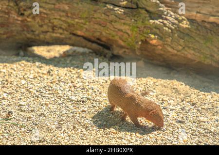 Common dwarf mongoose on sand background. Helogale parvula species from ...