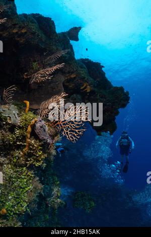 Reef Scene with sponges, etc Stock Photo - Alamy