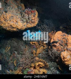 Reef Scene with sponges, etc Stock Photo - Alamy
