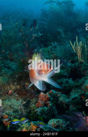 Squirrelfish in Florida Stock Photo - Alamy