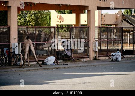 Camel merchant at the camel market, Al Ain, Abu Dhabi, United Arab ...