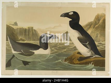 Great Auk - John J. Audubon Stock Photo - Alamy