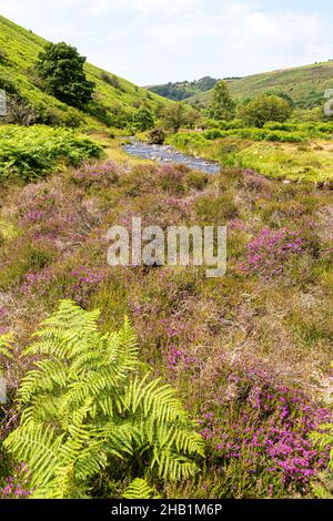An Exmoor stream in summer - Weir Water near Robbers Bridge, Somerset ...