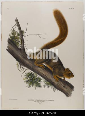 Red Squirrel in Norway Stock Photo - Alamy