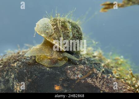 Freshwater pond snail (Radix peregra Stock Photo - Alamy