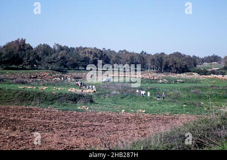 Stadium at the Phoenician archeological site of Amrit near Tartus ...