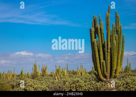 Forest of cacti, cardón saguaros, choya and flora in the surroundings ...