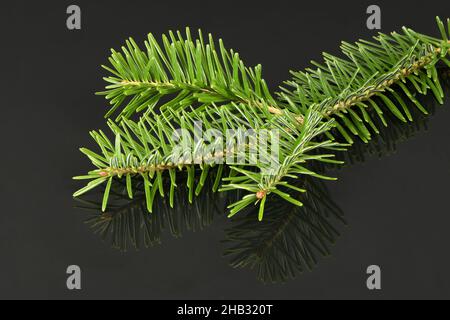 Spruce branch isolated on acrylic black background. High resolution ...