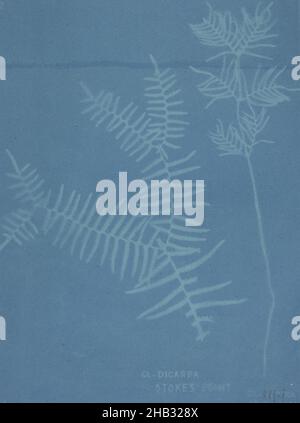 Gleichenia dicarpa, Stokes Point and Gleichenia alpina, Otira Gorge ...