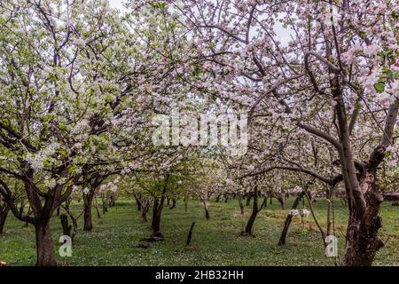 Cherry orchard in Zanjan, Iran Stock Photo - Alamy