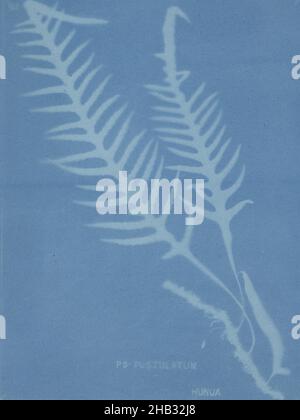 Polypodium Pustulatum. From the album: New Zealand ferns. 148 varieties ...