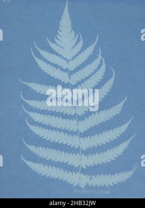 Polypodium pubigerum. From the album: New Zealand ferns. 167 varieties ...