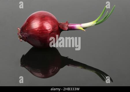 Spring onionon on black acrylic background. Sprouted red onion. High ...
