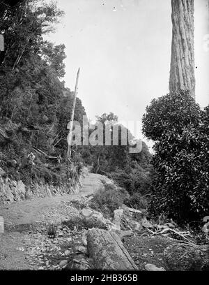 West Coast Road wet collodion negatives, black-and-white negatives ...