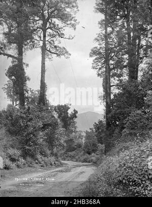 West Coast Road wet collodion negatives, black-and-white negatives ...