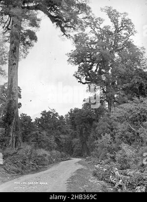West Coast Road wet collodion negatives, black-and-white negatives ...