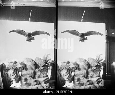 Hawk with Tui, circa 1889, Dunedin, by Burton Brothers Stock Photo - Alamy