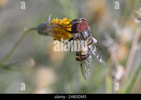 Macro shot a Copestylum on a yellow plant Stock Photo - Alamy