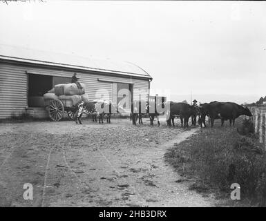 [Bullock team, Waikouati] Stock Photo - Alamy