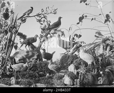Pukeko, Weka, Pigeon, and Cuckoo., Burton Brothers studio, photography ...