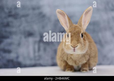 Rufus Rabbit poses next to white picture frame mockup with gray plush ...