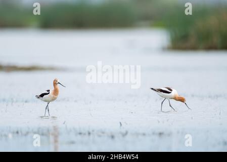 American Avocet shore bird wadding in shallow water feeding Stock Photo ...