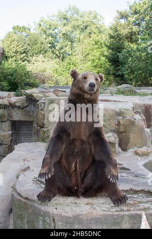 The close up view of a bear entertaining the public in Kaliningrad zoo ...