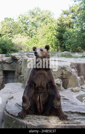 The close up view of a bear entertaining the public in Kaliningrad zoo ...