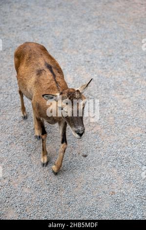 Vertical shot of a deer on the farm Stock Photo - Alamy