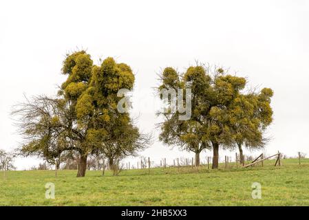 trees fully covered with mistletoe Stock Photo - Alamy