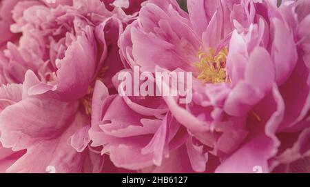 Pink peonies and red hydrangea. Beautiful bouquet of mixed flowers in ...