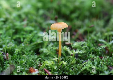 Rickenella fibula (syn. Omphalina fibula), known as the orange mosscap ...