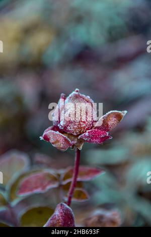 Pictures of beautiful multi-colored roses, background, wallpaper ...