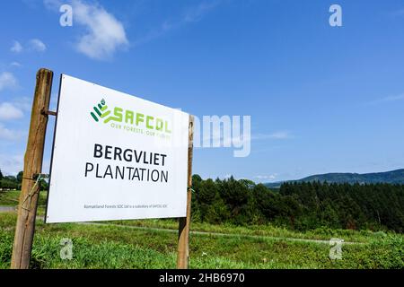 Bergvliet tree plantation in Sabie, Mpumalanga, South Africa Stock ...