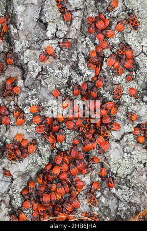 firebug (Pyrrhocoris apterus), imagos and larvae, Germany Stock Photo ...