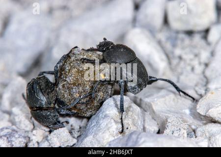 scarab beetle, (Sisyphus schaefferi Stock Photo - Alamy