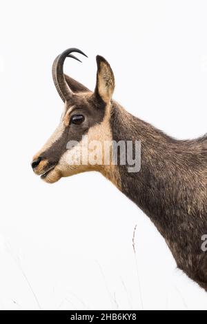 Closeup shot of a chamois in a landscape with rocks green trees under ...