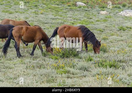Scenery of Garrano endangered wild horses in northern Portugal Stock ...