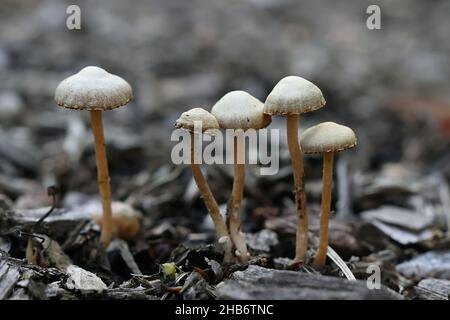 Tubaria conspersa, commonly known as the felted twiglet, wild mushroom ...