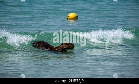 A capybara (Hydrochoerus hydrochaeris) couple on the riverbank of the ...