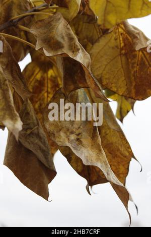 A closeup shot of dried autumn leaves on a forest floor Stock Photo - Alamy
