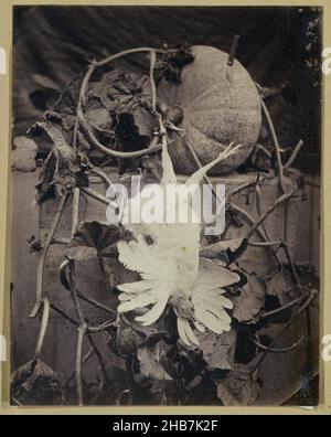 Still life with dead bird and pumpkin Stock Photo - Alamy