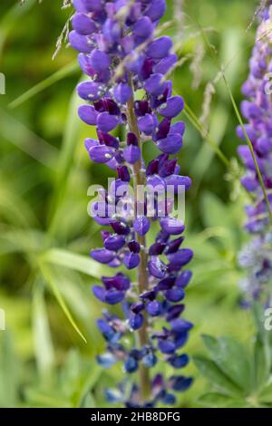 Lupin aphids, Macrosiphum albifrons, infestation on stem and apical ...