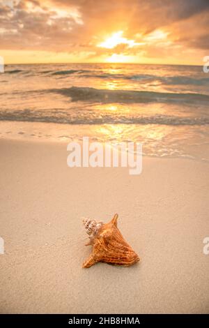 Jamaica, Conch shell on beach Stock Photo - Alamy