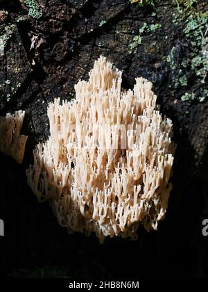 Crown tipped coral fungus Stock Photo - Alamy