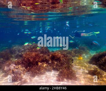 Female diver swiming with colorful fish near coral reefs underwater in ...