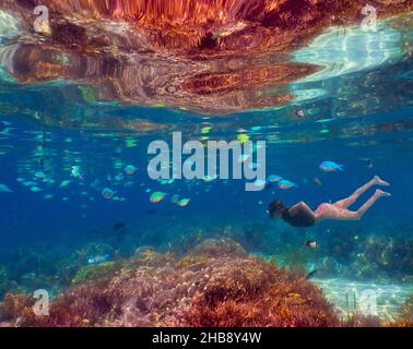 Female diver swiming with colorful fish near coral reefs underwater in ...