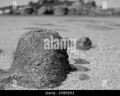 A grayscale closeup of the sandy beach with seashells and the waves ...